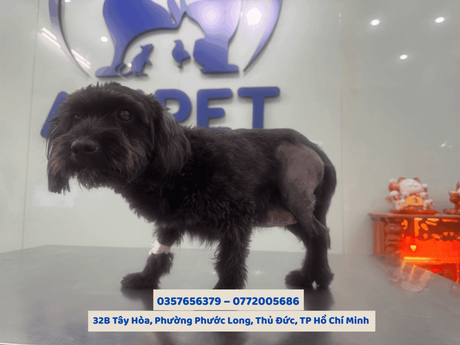 Bệnh thần kinh gây co giật ở chó mèo